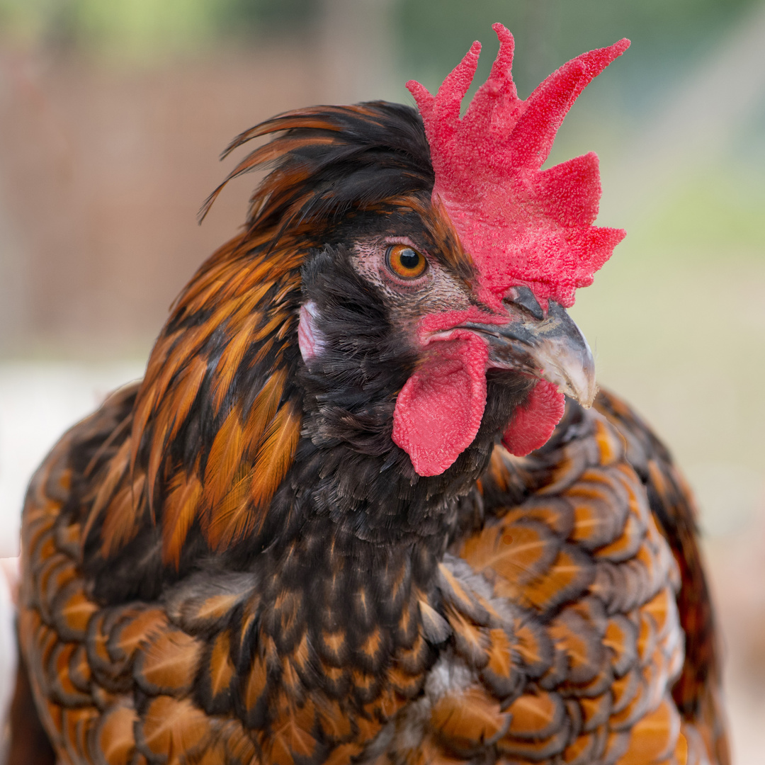 Stolzer Gockel Foto & Bild | tiere, haustiere, nutztiere Bilder auf ...