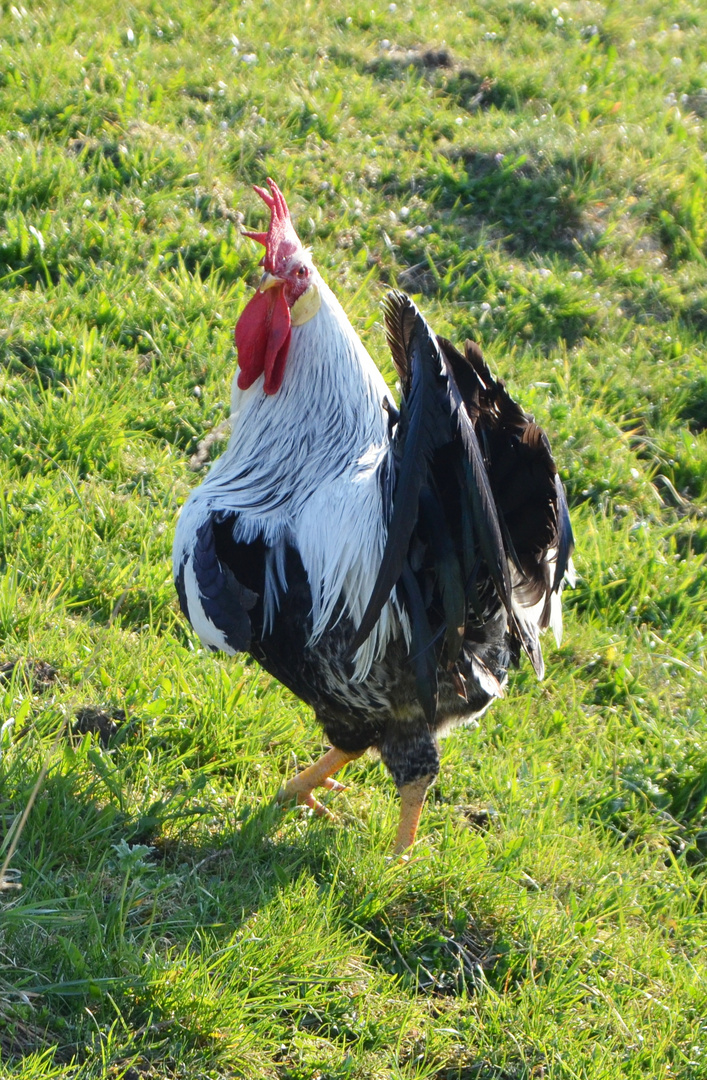 Stolzer Gockel Foto & Bild | tiere, haustiere, nutztiere Bilder auf ...