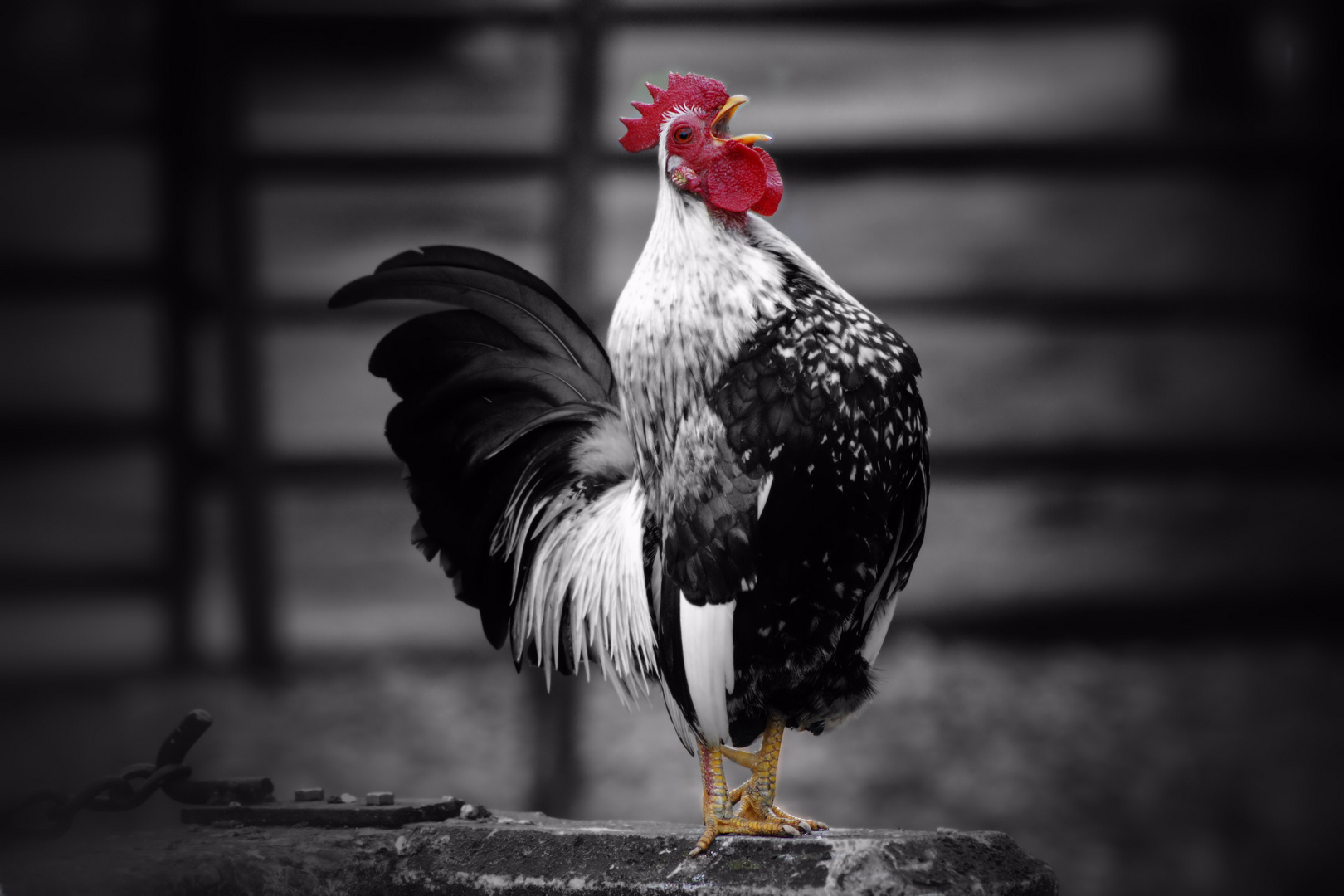 Stolzer Gockel Foto & Bild | hahn, tiere, vögel Bilder auf fotocommunity