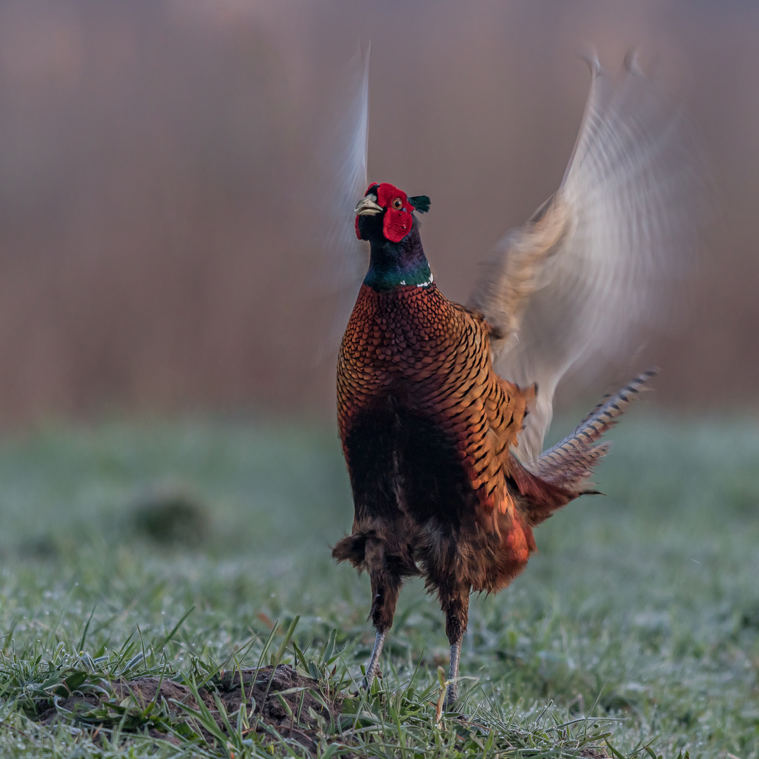 Stolzer Gockel Foto & Bild | natur, landschaft, pflanzen Bilder auf ...