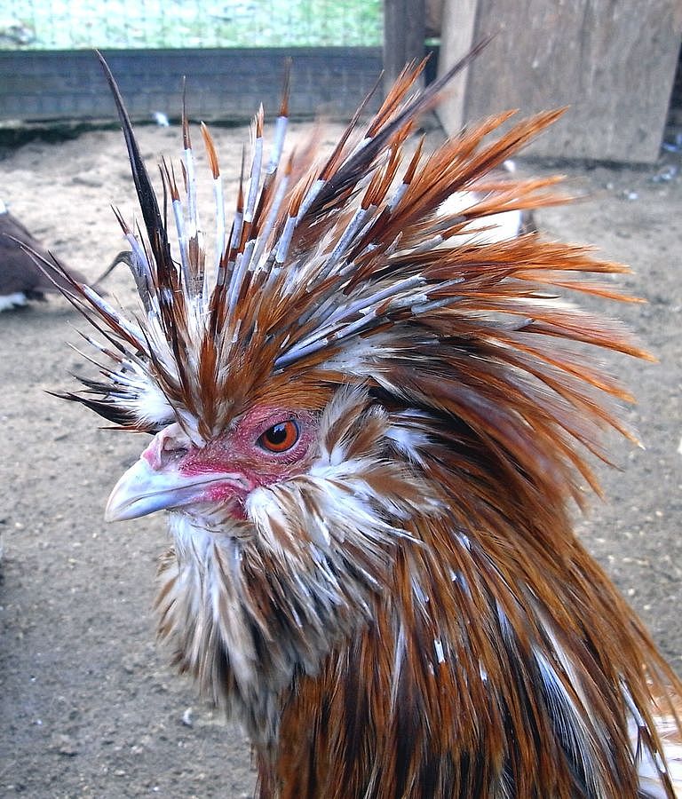 stolzer Gockel - die Frisur sitzt Foto & Bild | tiere, haustiere, vögel ...