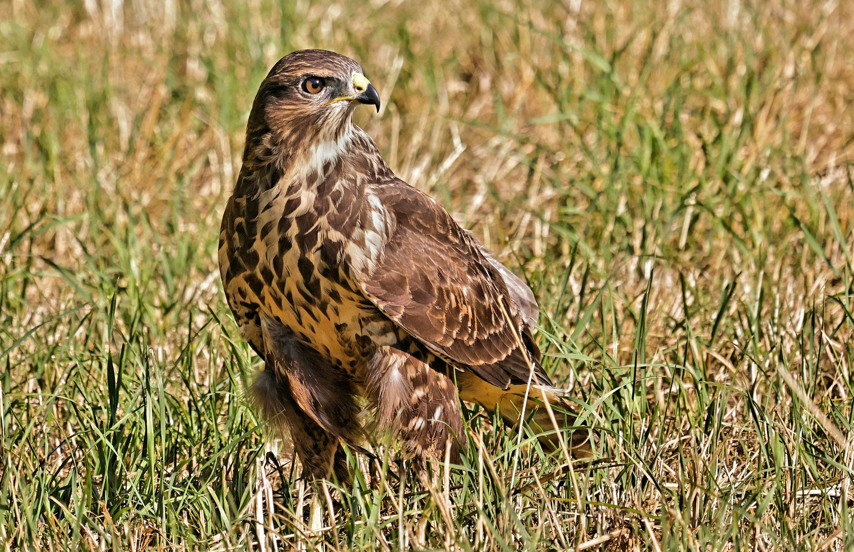 STOLZER GREIF Foto & Bild | natur, wildlife, greifvögel Bilder auf ...