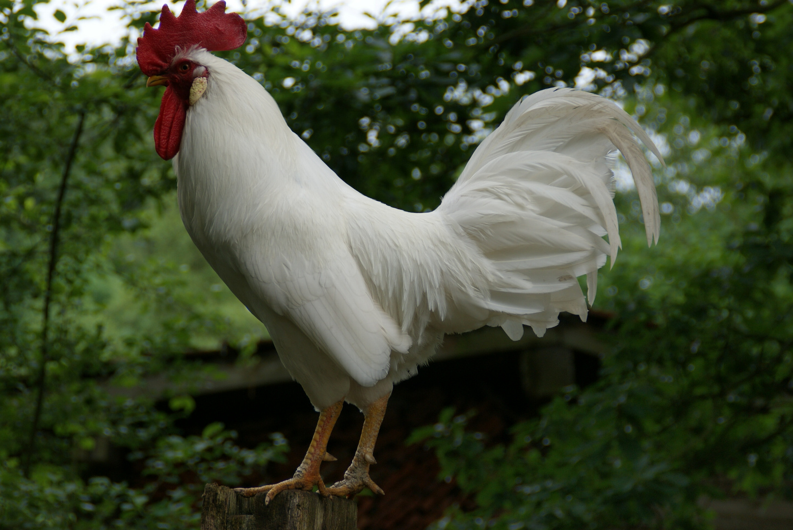 stolzer Hahn Foto & Bild | tiere, haustiere, nutztiere Bilder auf ...