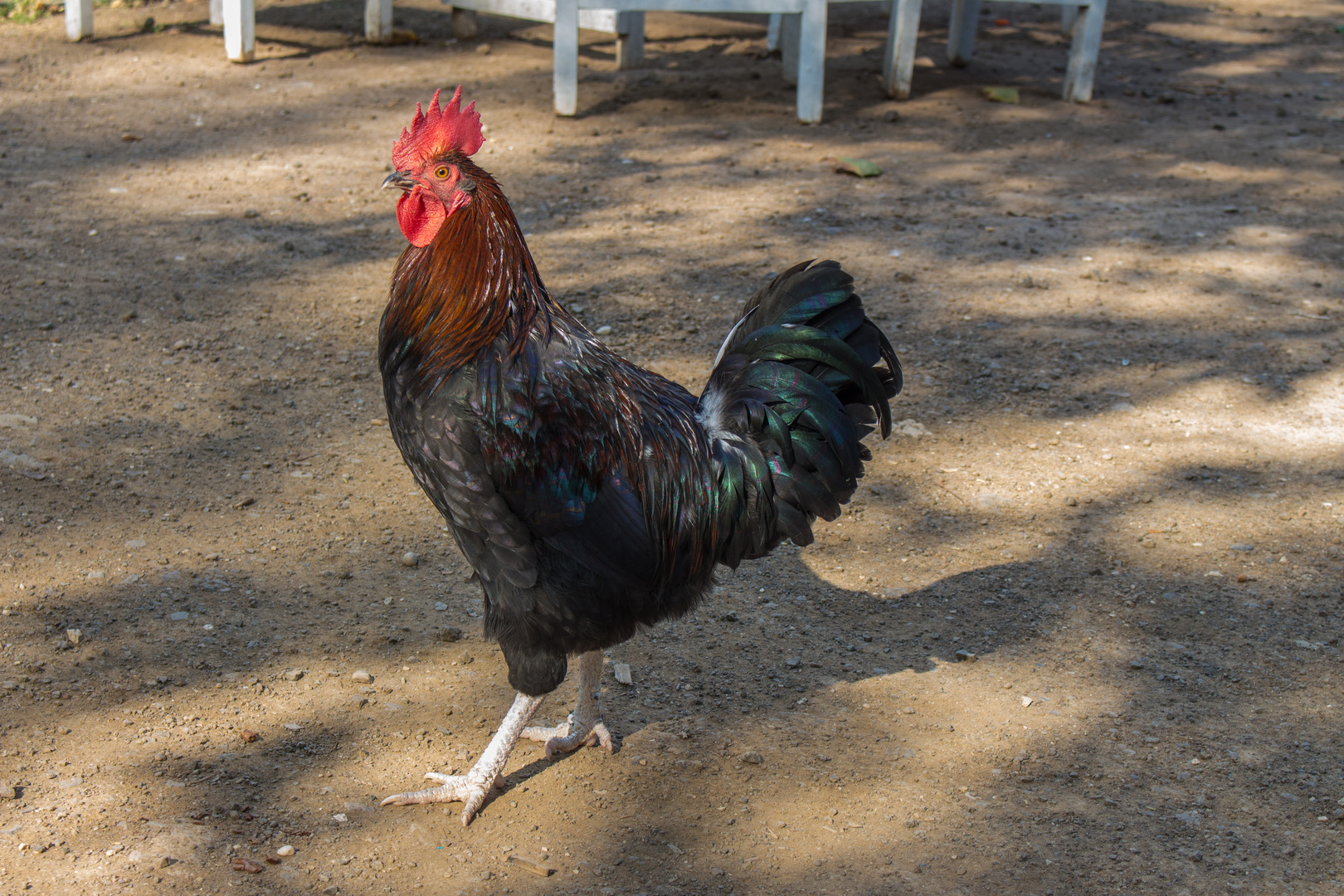 Stolzer Hahn Foto & Bild | tiere, haustiere, vögel Bilder auf fotocommunity