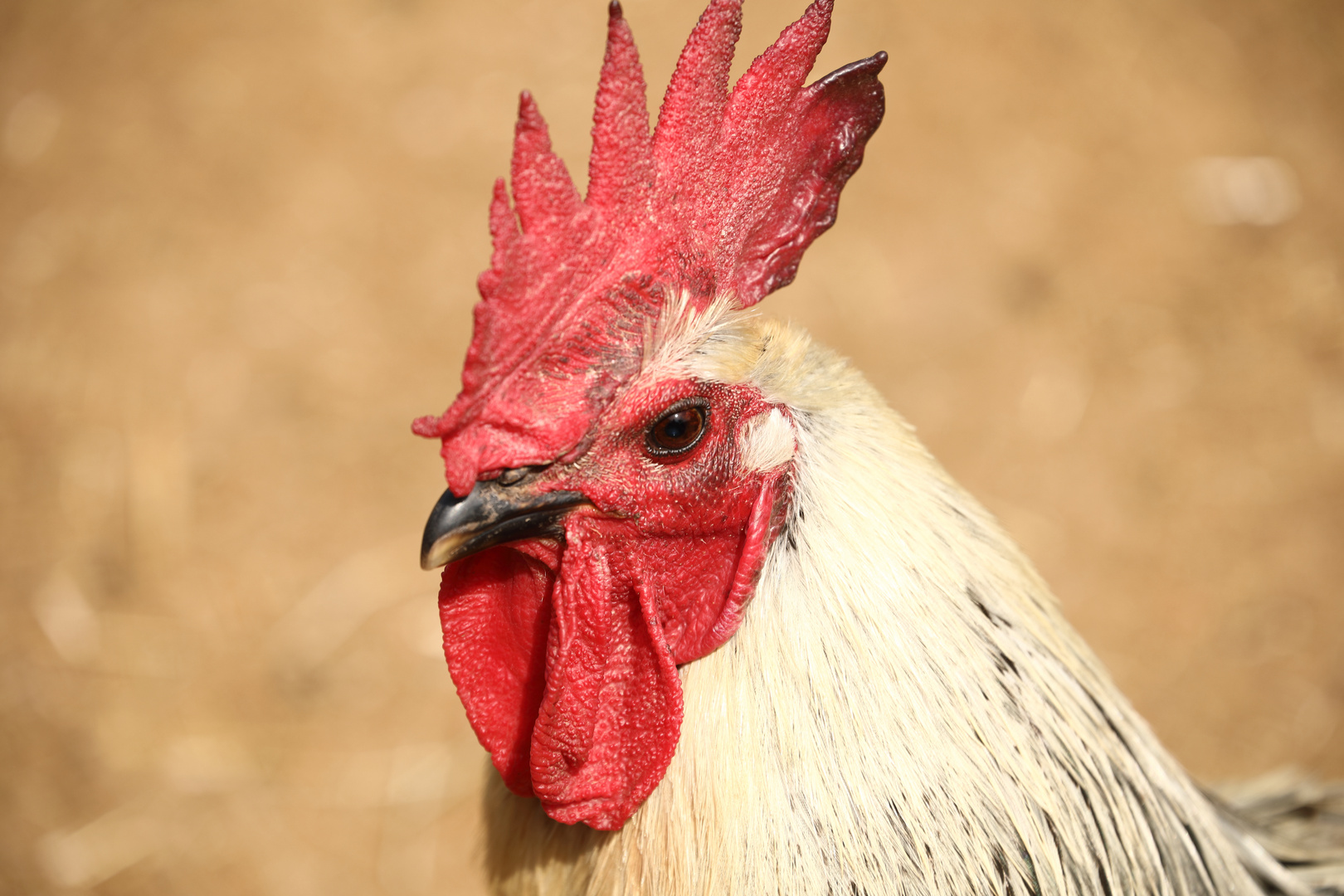 stolzer Hahn Foto & Bild | tiere, haustiere, nutztiere Bilder auf ...