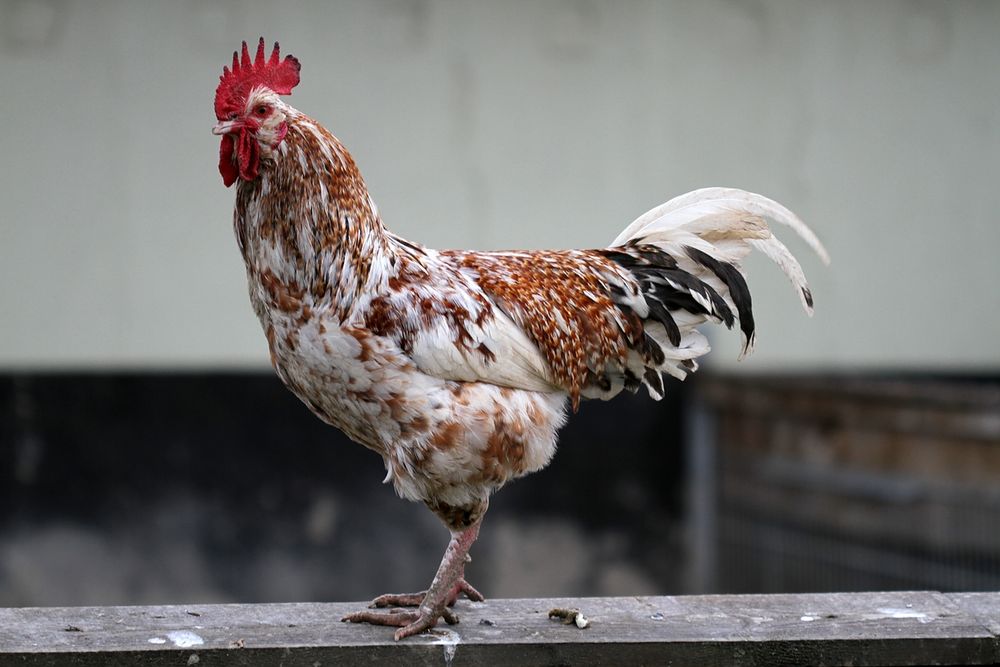 Stolzer Hahn Foto & Bild | tiere, haustiere, vögel Bilder auf fotocommunity