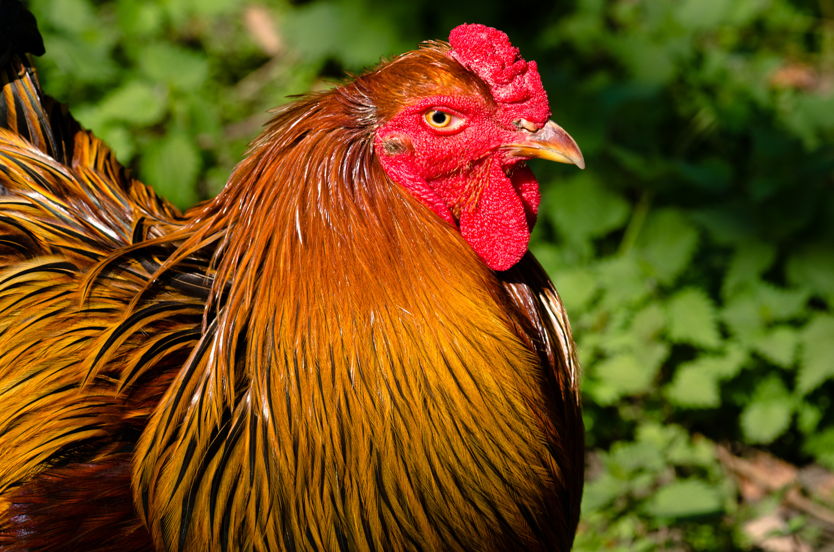 Stolzer Hahn Foto & Bild | tiere, haustiere, nutztiere Bilder auf ...