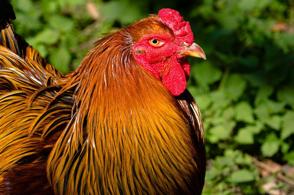Stolzer Hahn Foto & Bild | tiere, haustiere, nutztiere Bilder auf ...