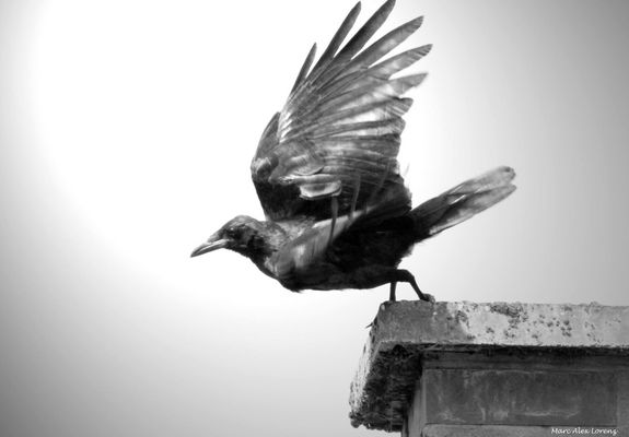 Singvögel Bilder & Fotos