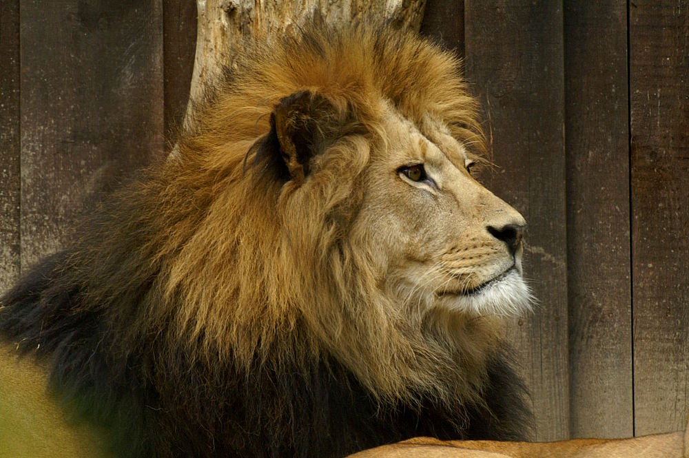 Stolzer und seltener Berberlöwe Foto & Bild | tiere, zoo, wildpark ...