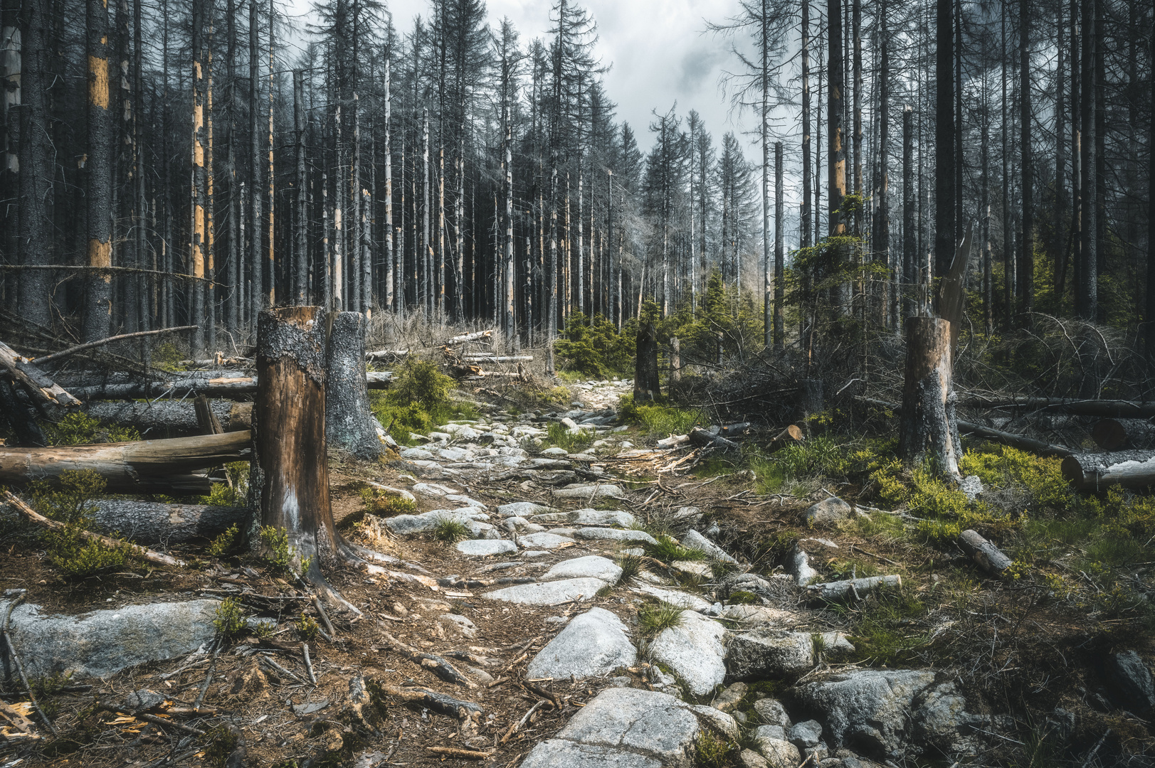 Stone Way Foto & Bild | landschaft, wald, wege und pfade Bilder auf ...