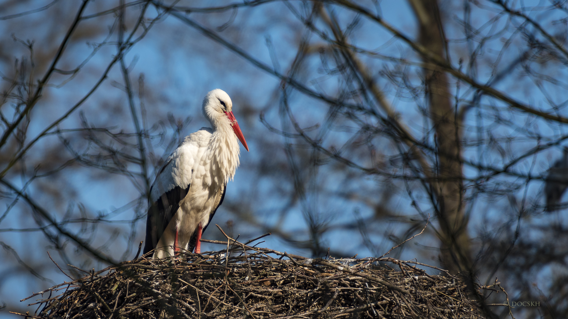 Storch Foto & Bild | tiere, wildlife, wild lebende vögel Bilder auf ...