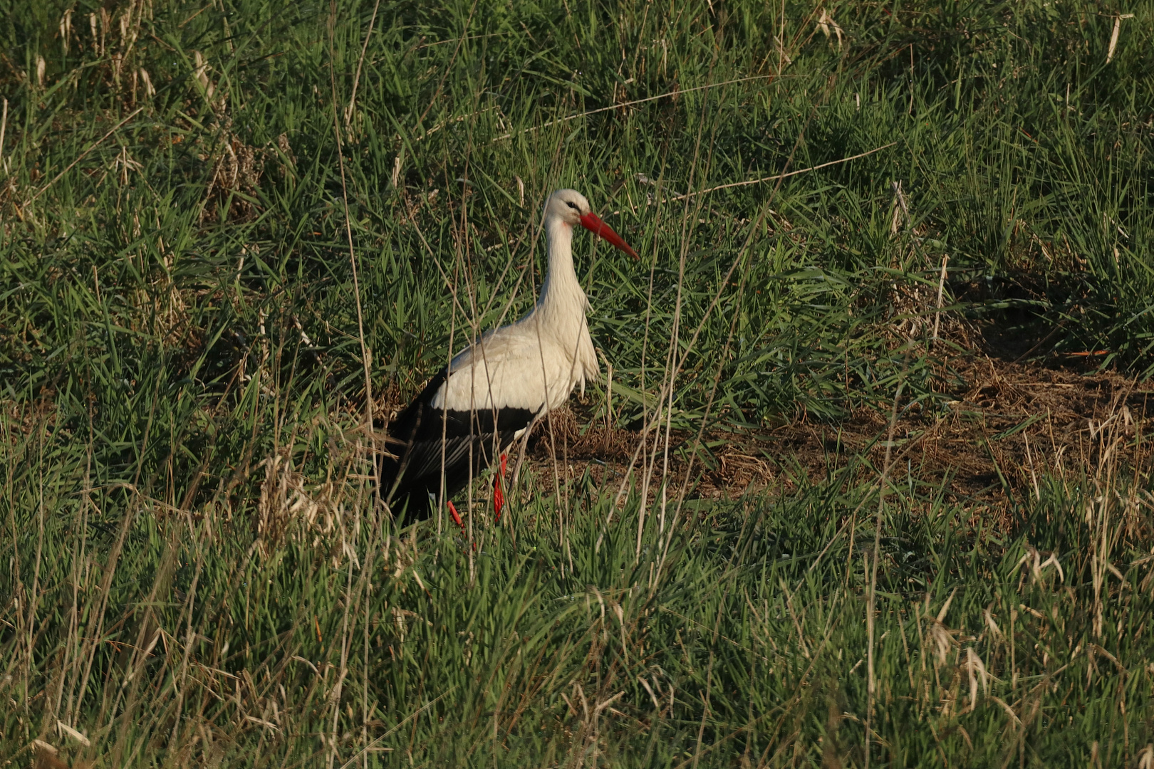 Storch Foto & Bild | tiere, wildlife, wild lebende vögel Bilder auf ...