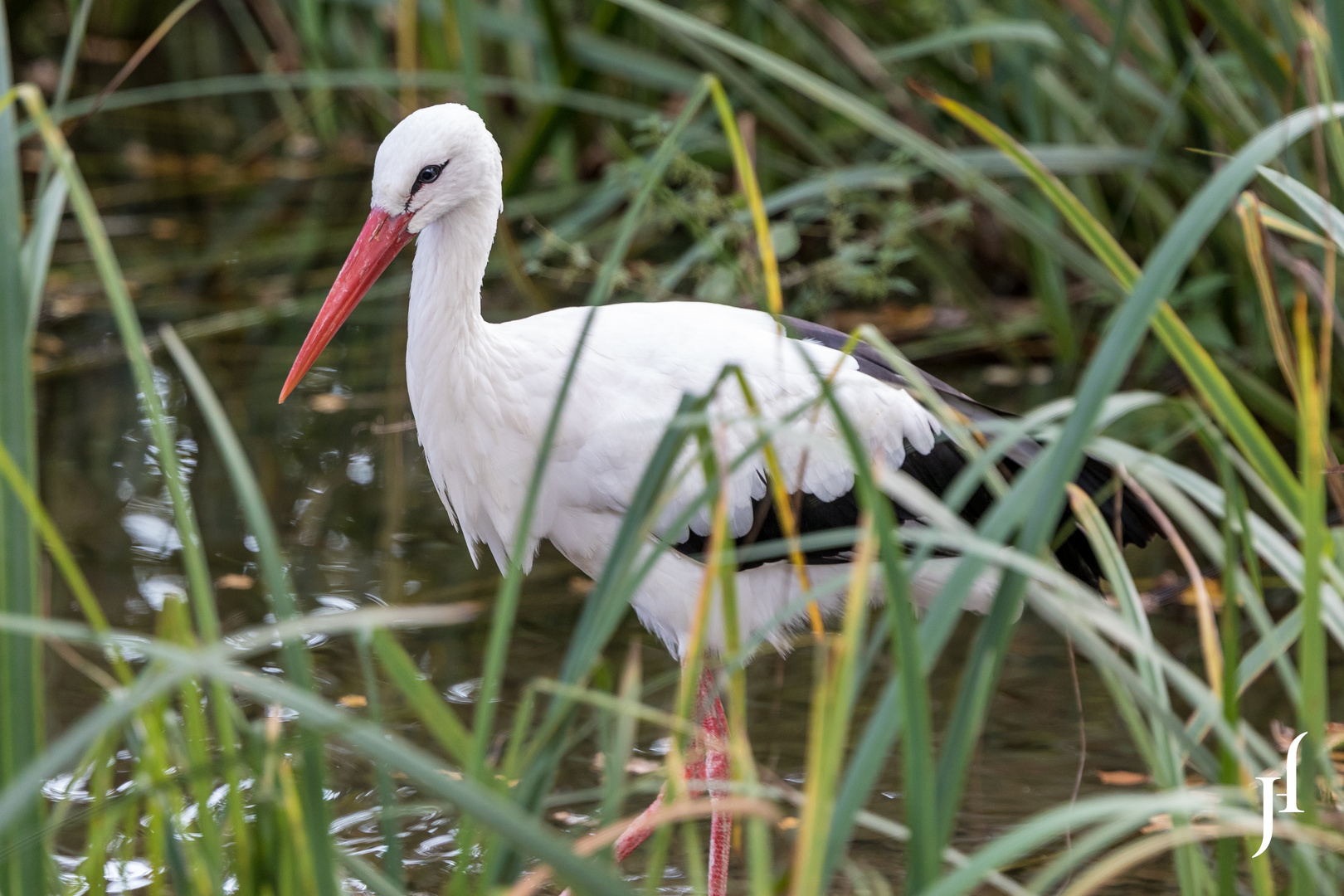 Storch Foto & Bild | tiere, wildlife, wild lebende vögel Bilder auf ...