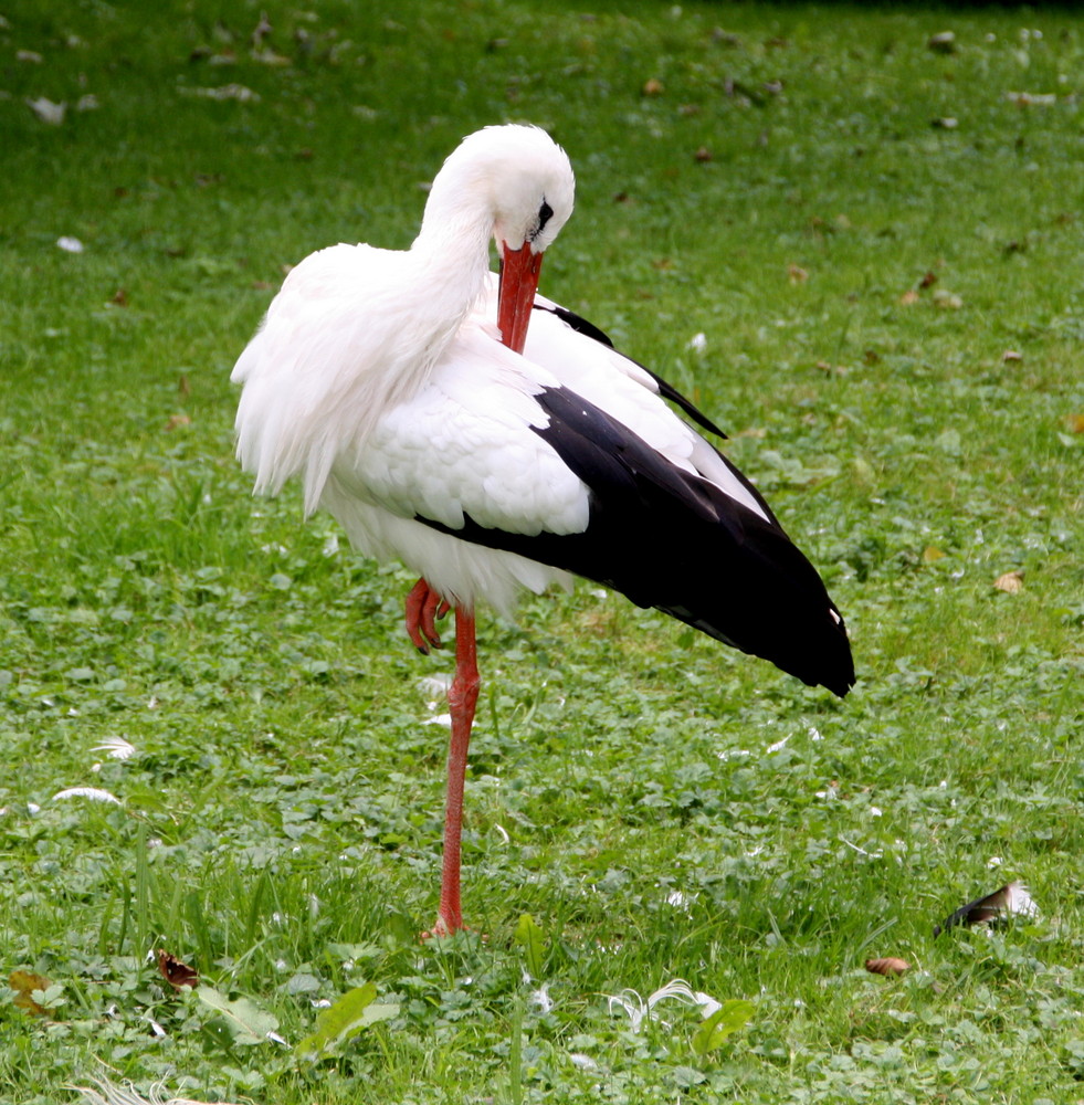 Storch Foto & Bild | tiere, zoo, wildpark & falknerei, vögel Bilder auf ...