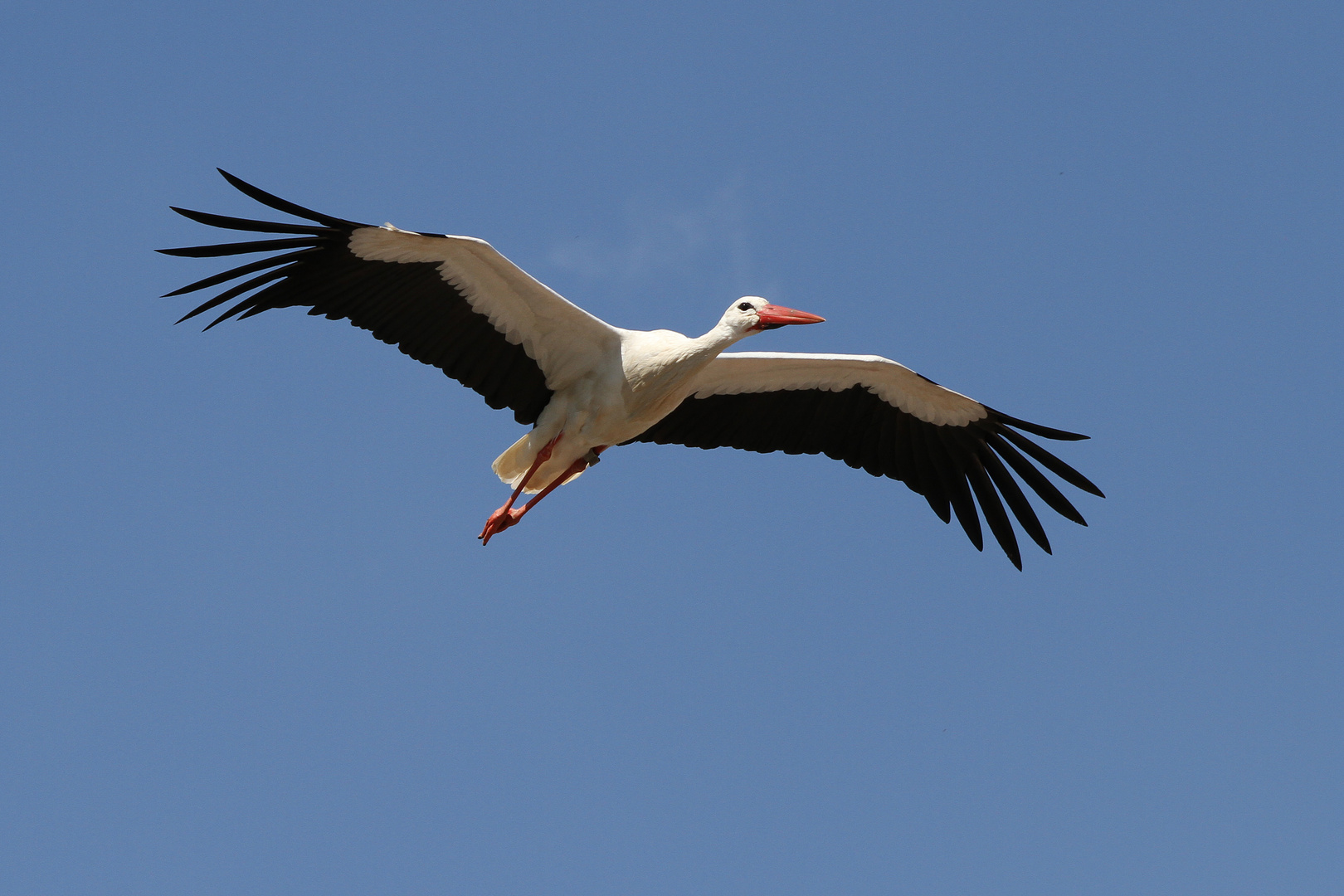 Storch Foto & Bild | tiere, wildlife, wild lebende vögel Bilder auf ...