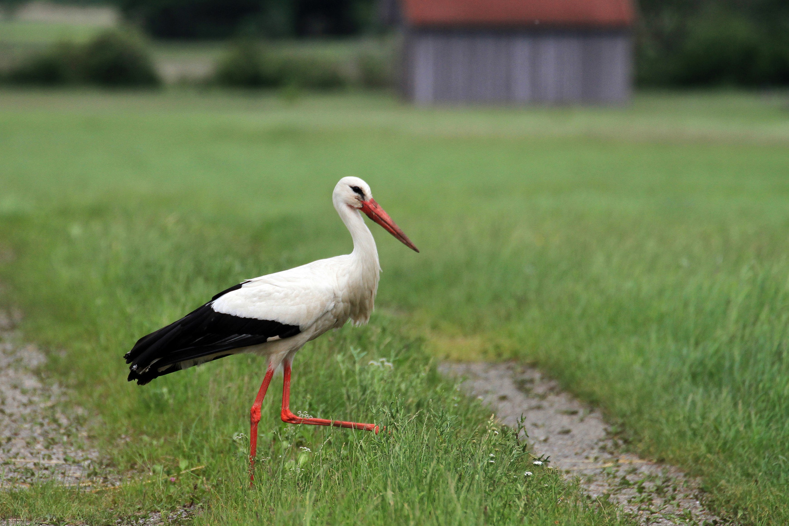 Storch Foto & Bild | natur, storch, oberbayern Bilder auf fotocommunity