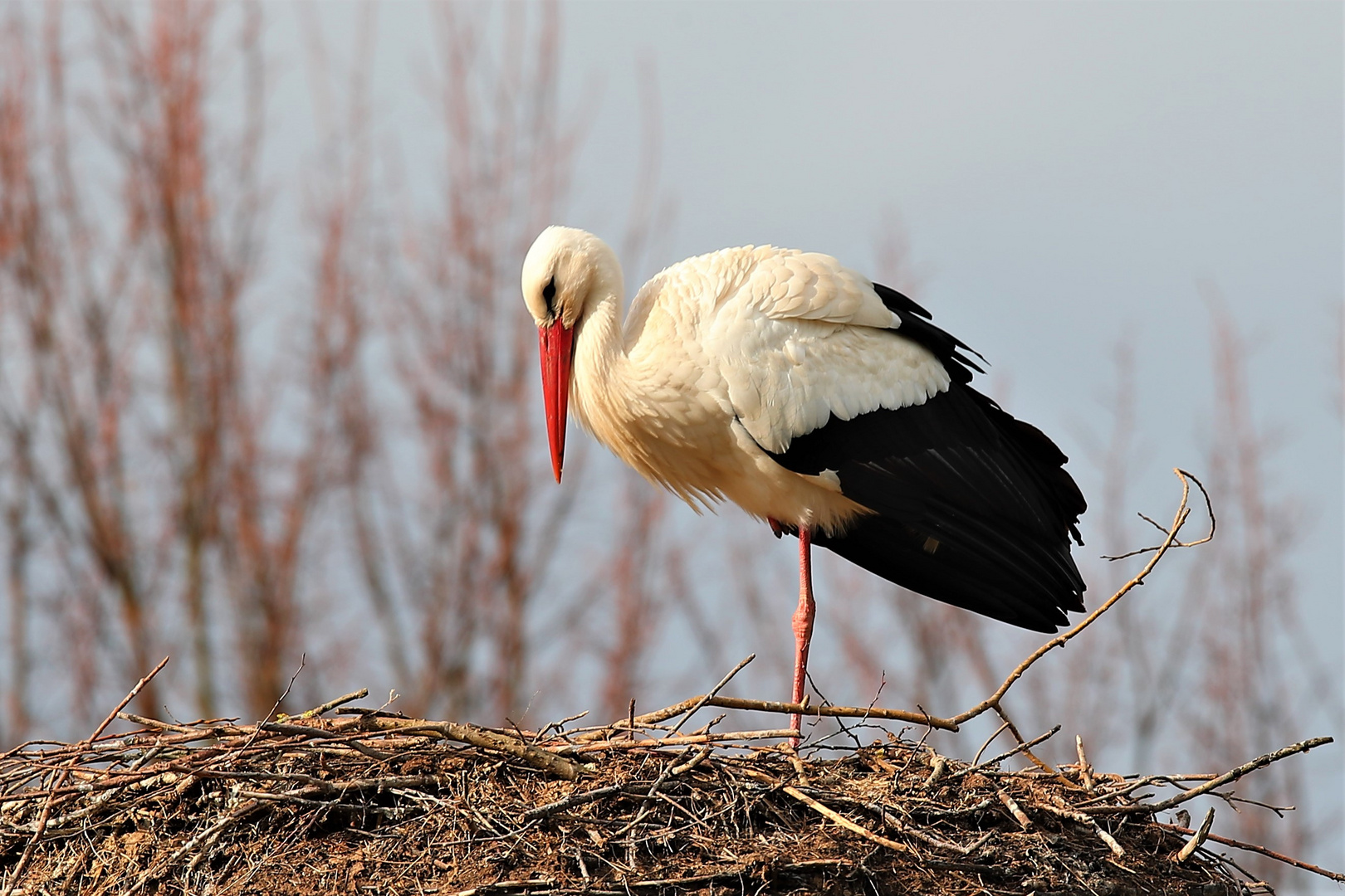 Storch Foto & Bild | fotos, winter, natur Bilder auf fotocommunity