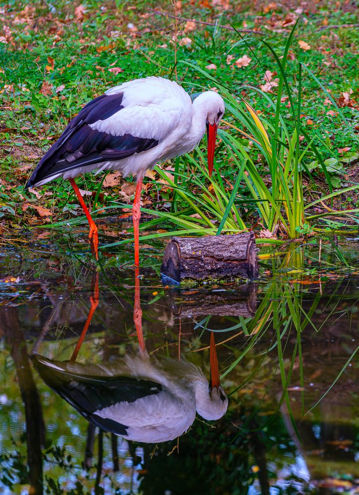 Storch Foto & Bild | natur, landschaft, wien Bilder auf fotocommunity
