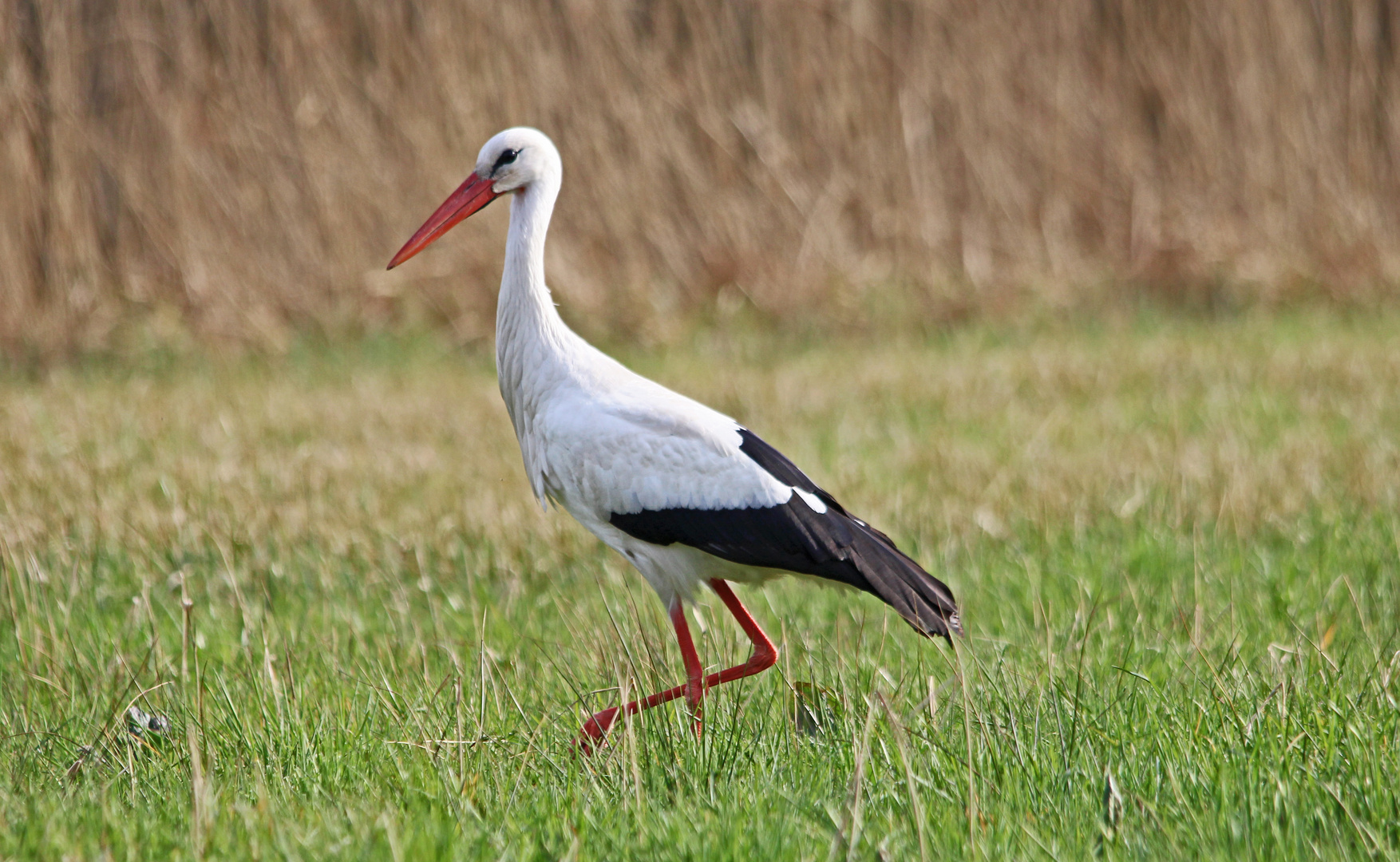 Storch auf der Wiese Foto & Bild | tiere, wildlife, wild lebende vögel ...