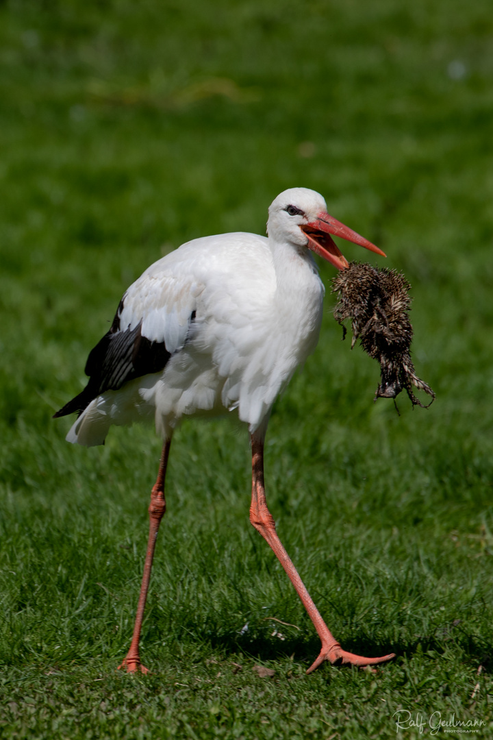 Storch Foto & Bild | tiere, wildlife, wild lebende vögel Bilder auf ...