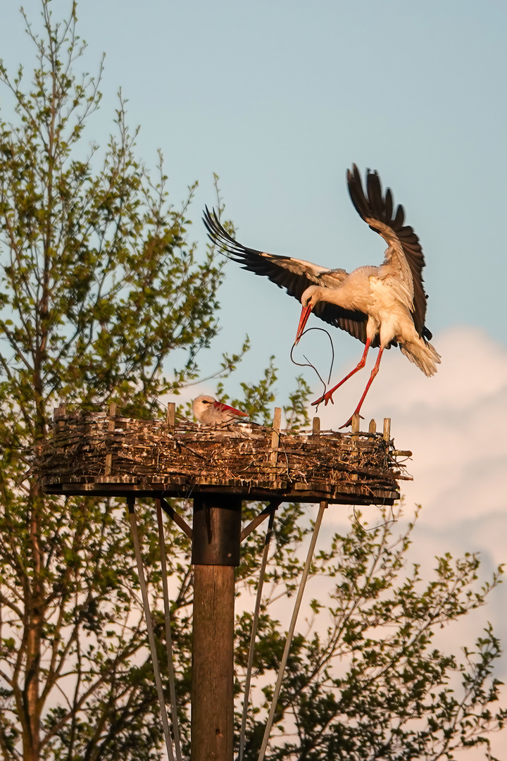 Storch beim Nestbau am Abend Foto & Bild | tiere, wildlife, wild lebende vögel Bilder auf ...