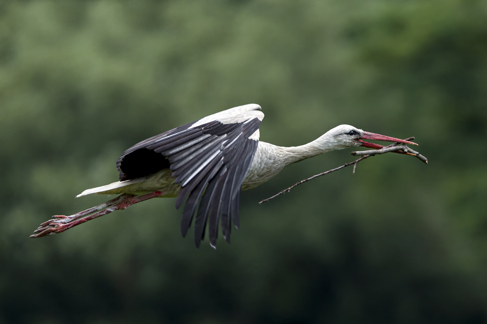 Storch beim Nestbau Foto & Bild | tiere, wildlife, wild lebende vögel ...