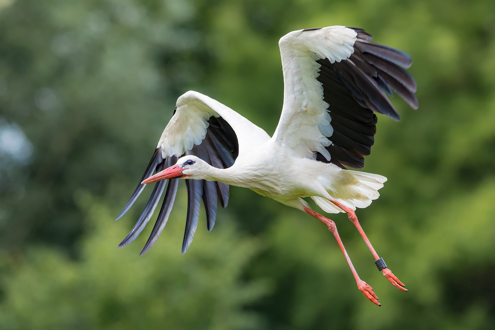 Storch EX 522 im Landeanflug... Foto & Bild | fotos, outdoor, licht ...