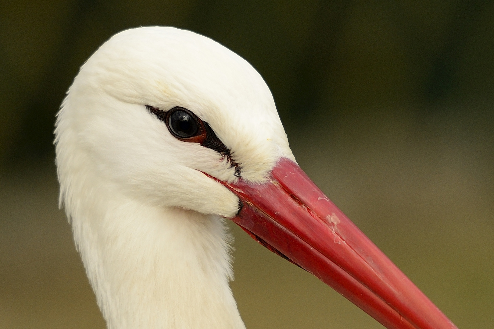 Storch Foto & Bild | tiere, tierdetails, natur Bilder auf fotocommunity