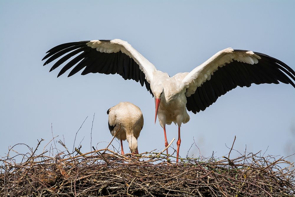 Storch Jakob Foto & Bild | world, brandenburg, natur Bilder auf ...