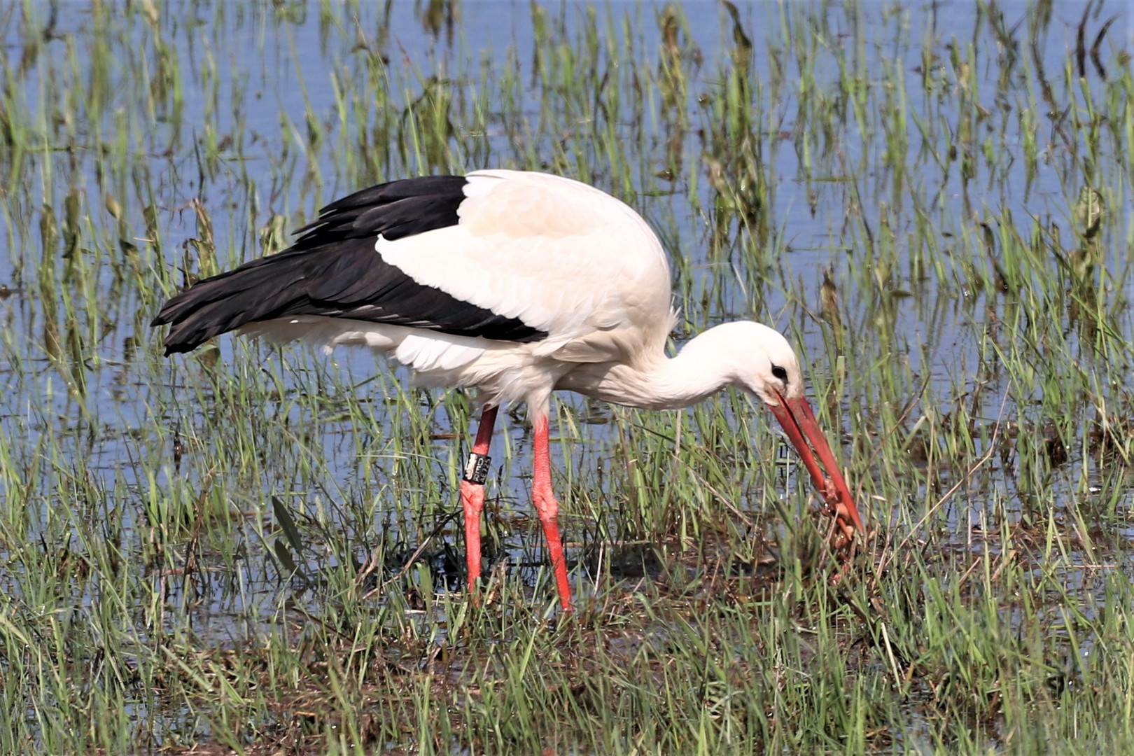 Storch mit Kröte oder Frosch Foto & Bild | fotos, natur, landschaft ...