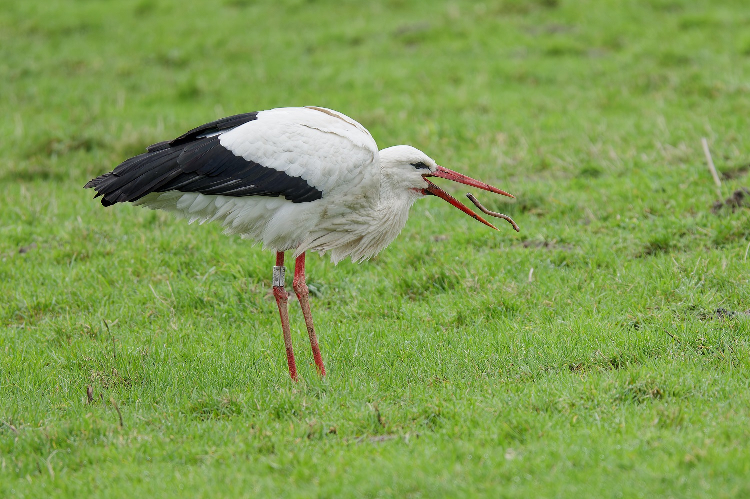 Storch mit Snack Foto & Bild | tiere, wildlife, wild lebende vögel ...