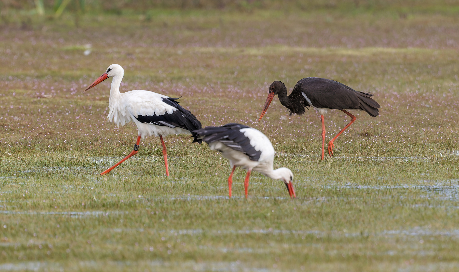 Storche Foto & Bild | tiere, wildlife, wild lebende vögel Bilder auf ...