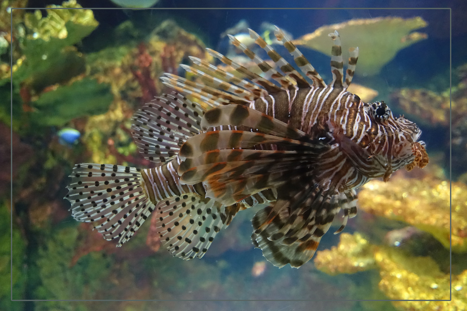 Strahlen-Feuerfisch Foto & Bild | tiere, zoo, wildpark & falknerei, zoo ...