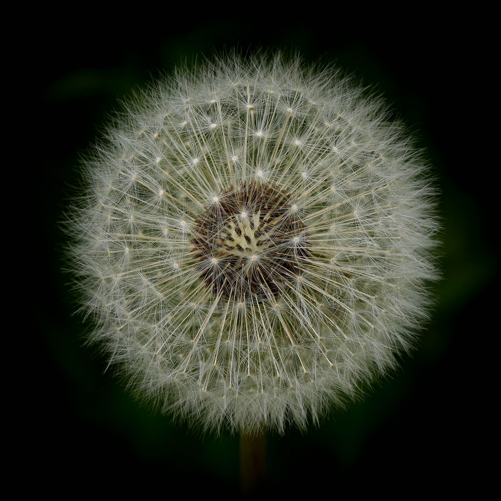 strahlende Pusteblume! Foto & Bild | pflanzen, pilze & flechten, blüten ...
