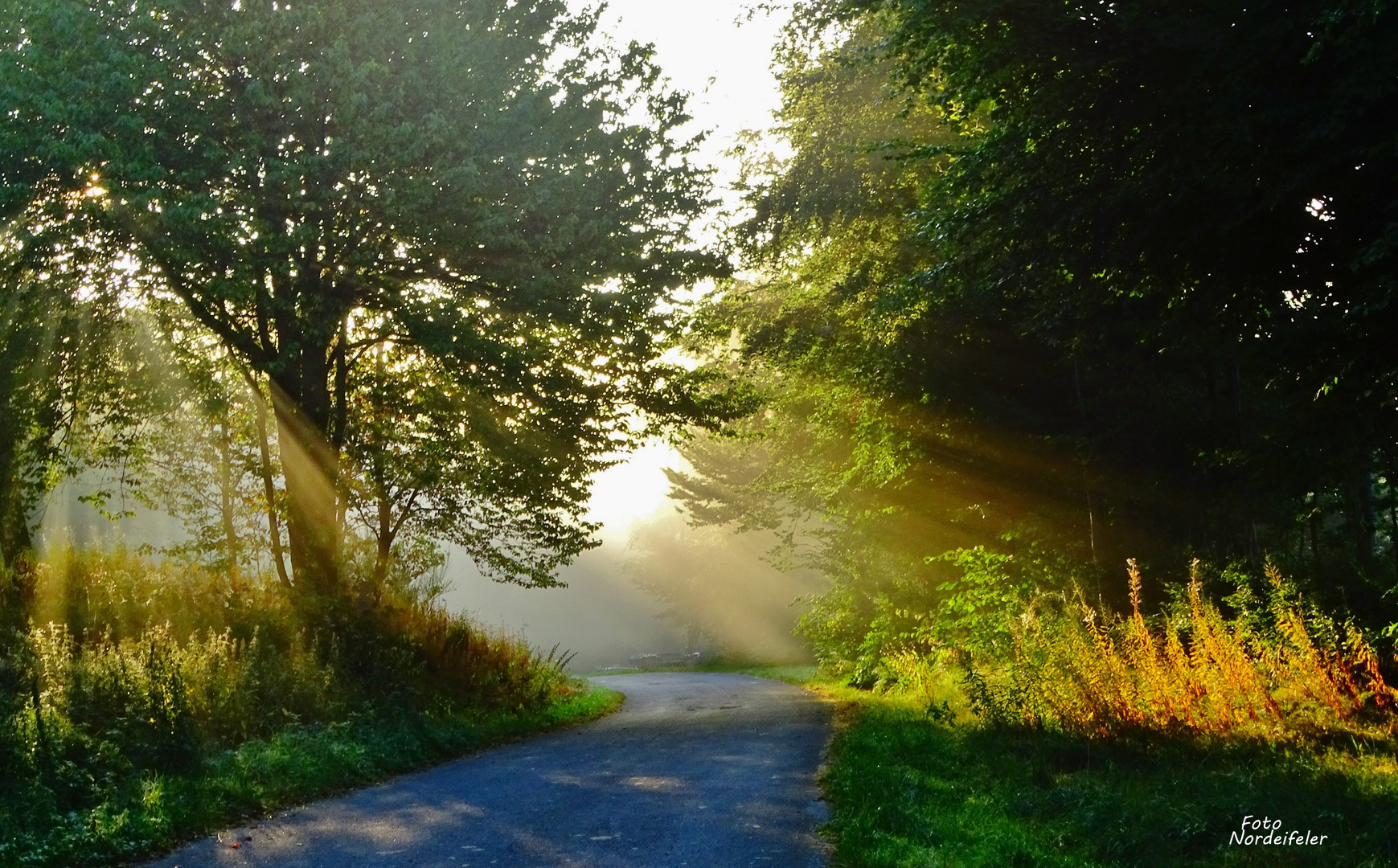 Strahlender Morgen Foto & Bild | herbstsonne., natur Bilder auf ...