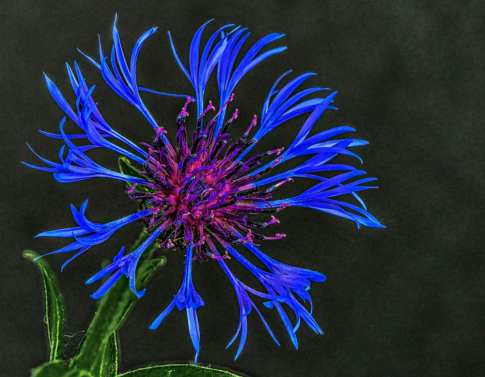 Strahlendes Blau Foto & Bild | spezial, blau, makro Bilder auf ...