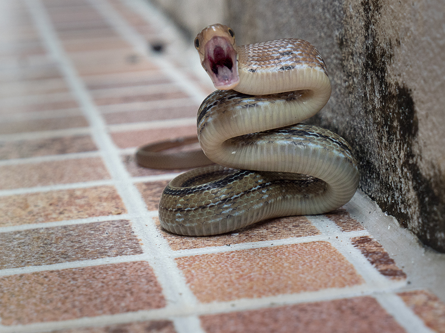 Strahlennatter (Elaphe radiata) 1 Foto & Bild | outdoor, natur ...