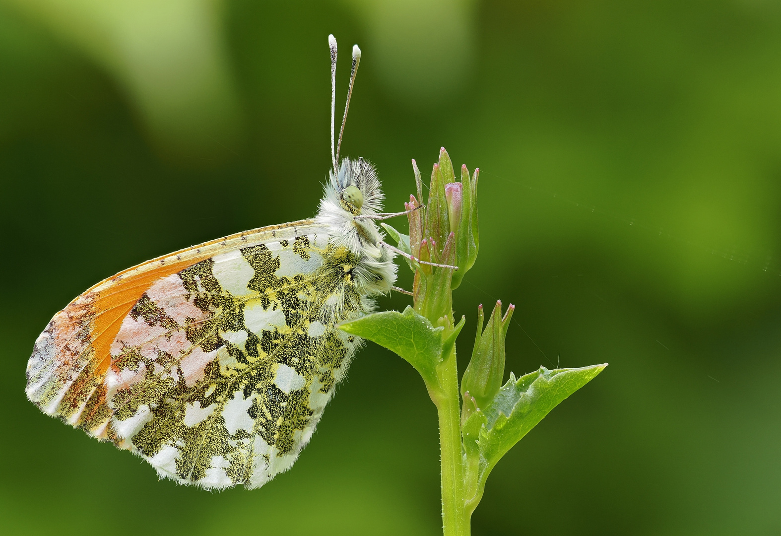 Stramm am Grünzeug Foto & Bild | tiere, wildlife, schmetterlinge Bilder ...