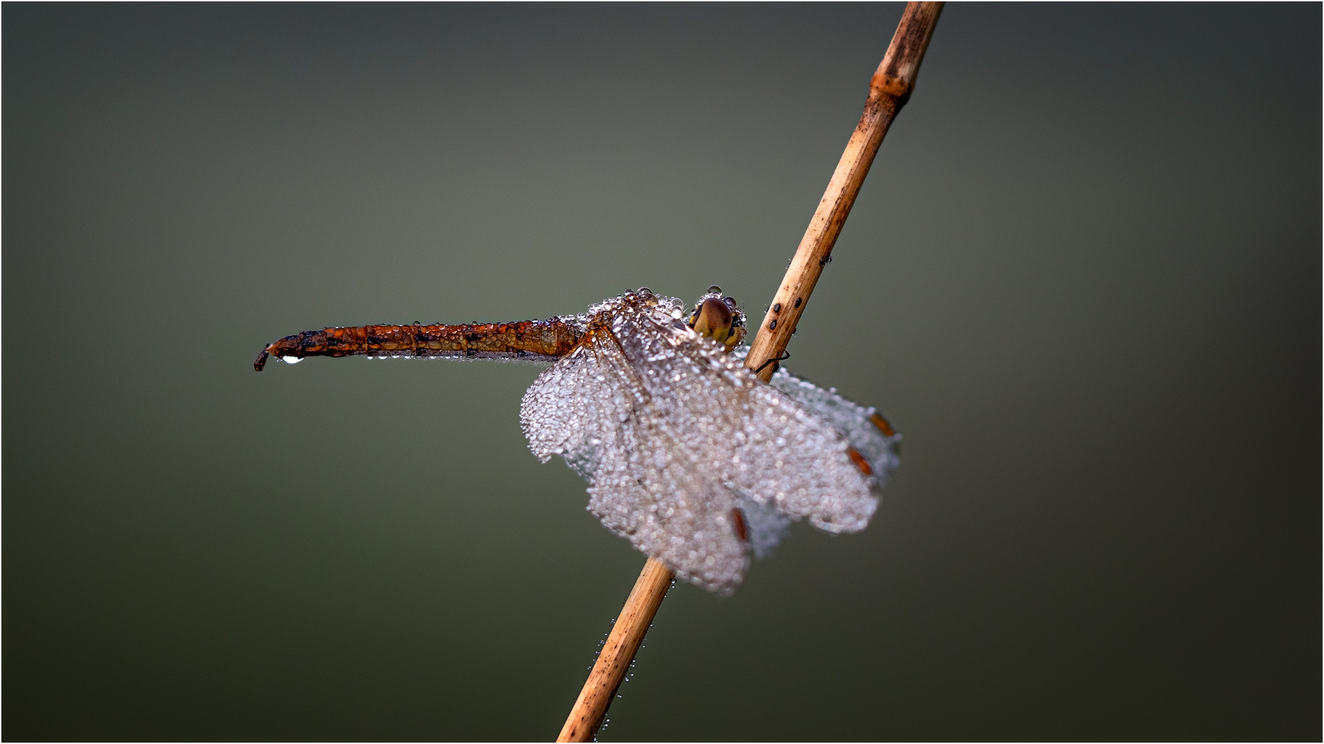 Stramm gestanden Foto & Bild | tiere, wildlife, libellen Bilder auf ...