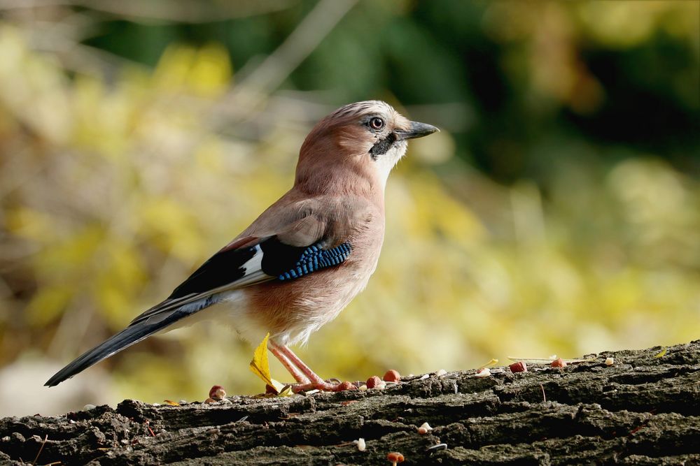 Stramm gestanden für die Aufnahme. Foto & Bild | vogel, vögel, wildlife ...