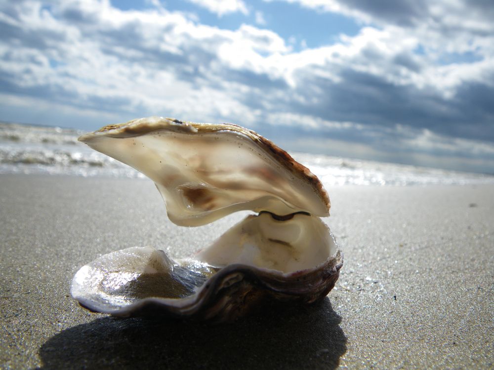 Strand-Muschel Foto & Bild | landschaft, meer & strand, natur Bilder ...