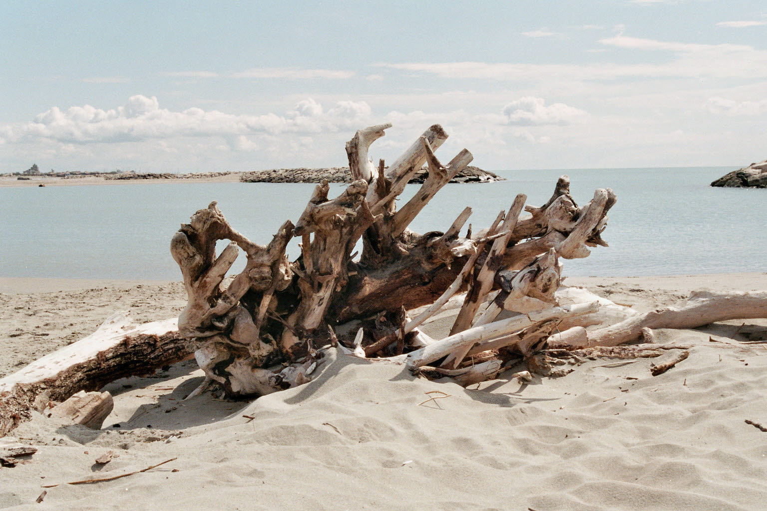 Strandgut Foto & Bild | europe, france, provence-alpes-côte d'azur Bilder auf fotocommunity