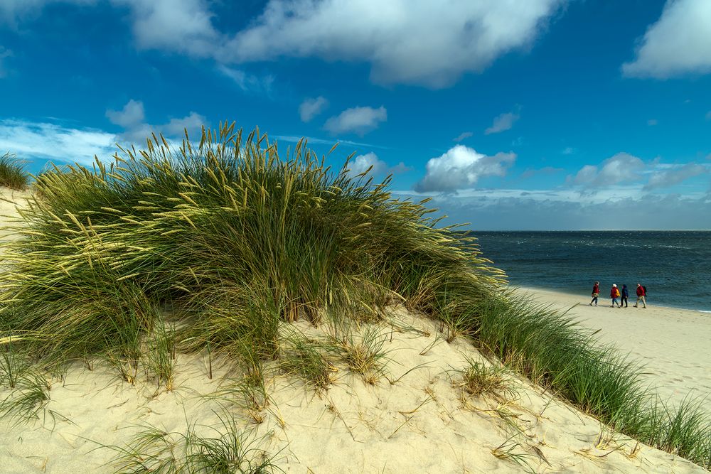 Strandhafer Foto & Bild | world, sylt, deutschland Bilder auf fotocommunity