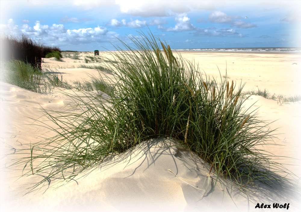 Strandhafer Foto & Bild | landschaft, meer & strand, dünen Bilder auf ...