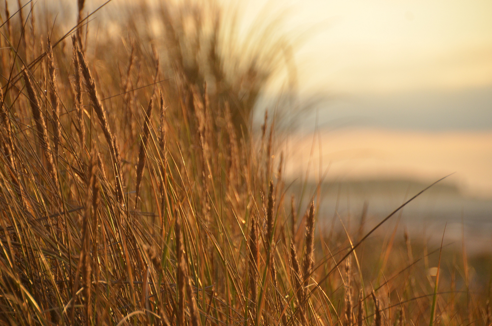 Strandhafer Briese Foto & Bild | world, natur, landschaft Bilder auf ...