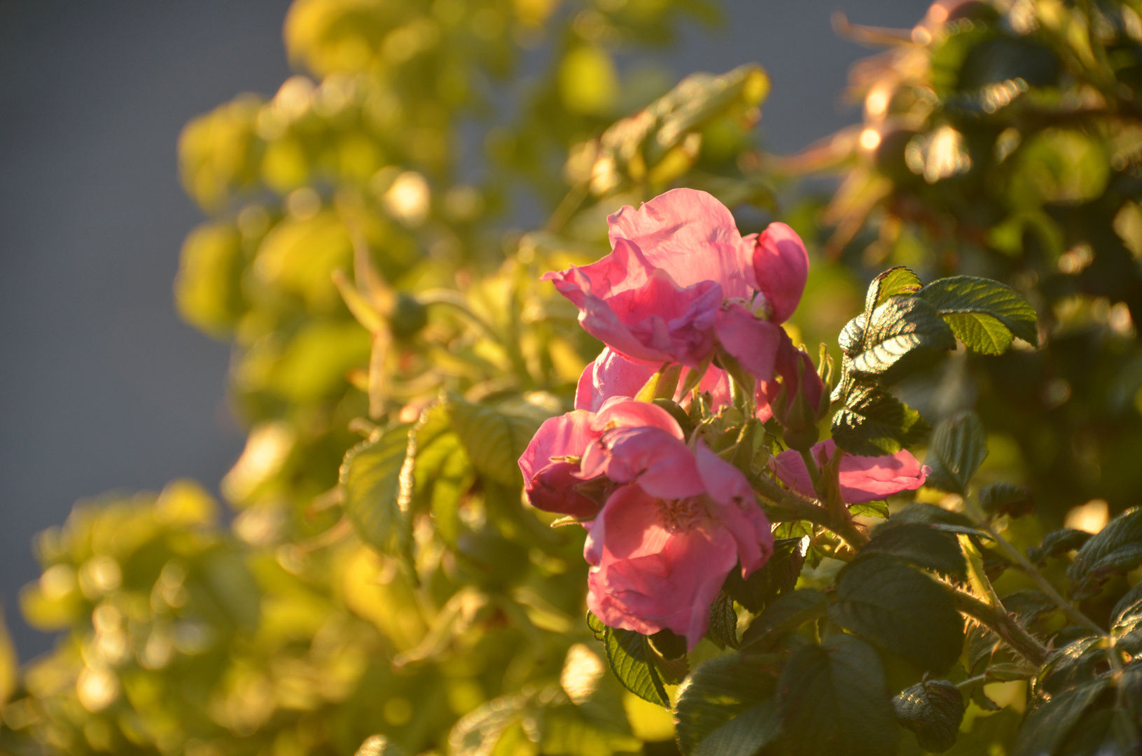 Strandrose Foto & Bild | deutschland, europe, mecklenburg- vorpommern ...