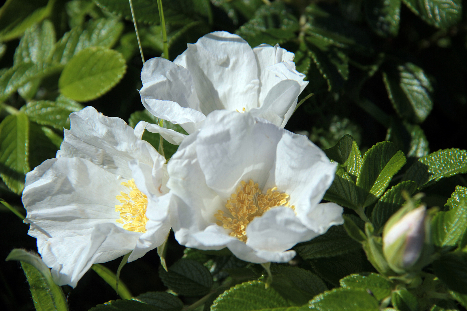 Strandrosen Foto & Bild | sommer, natur, jahreszeiten Bilder auf ...