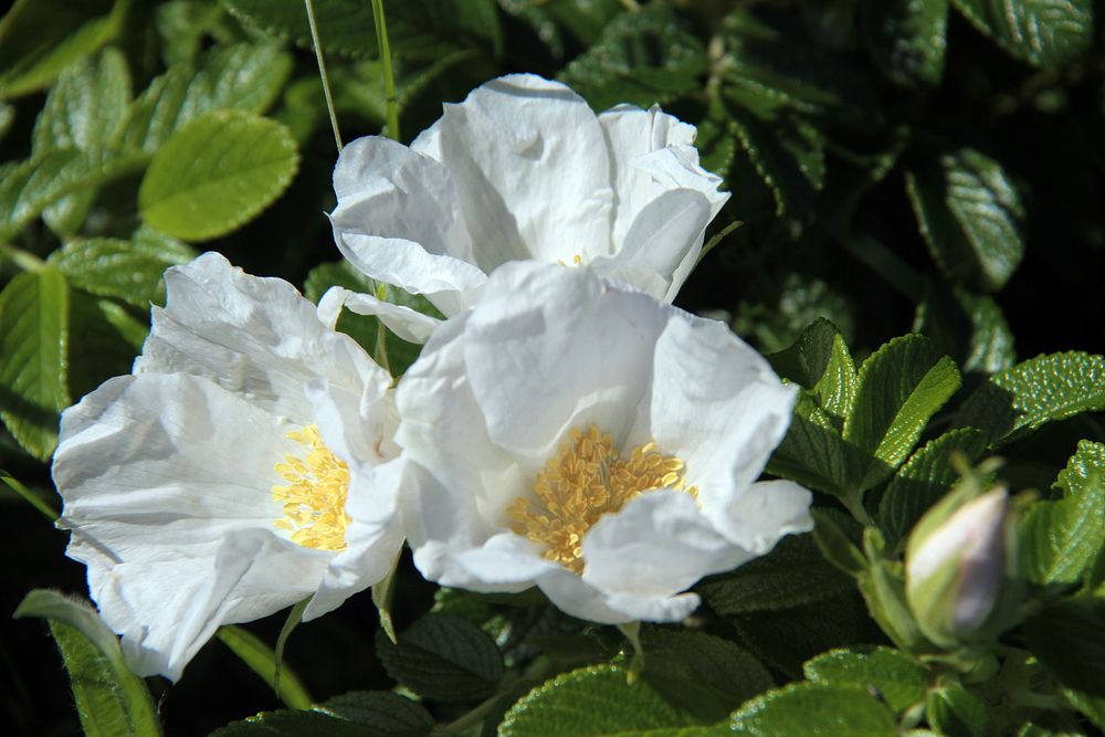 Strandrosen Foto & Bild | sommer, natur, jahreszeiten Bilder auf ...