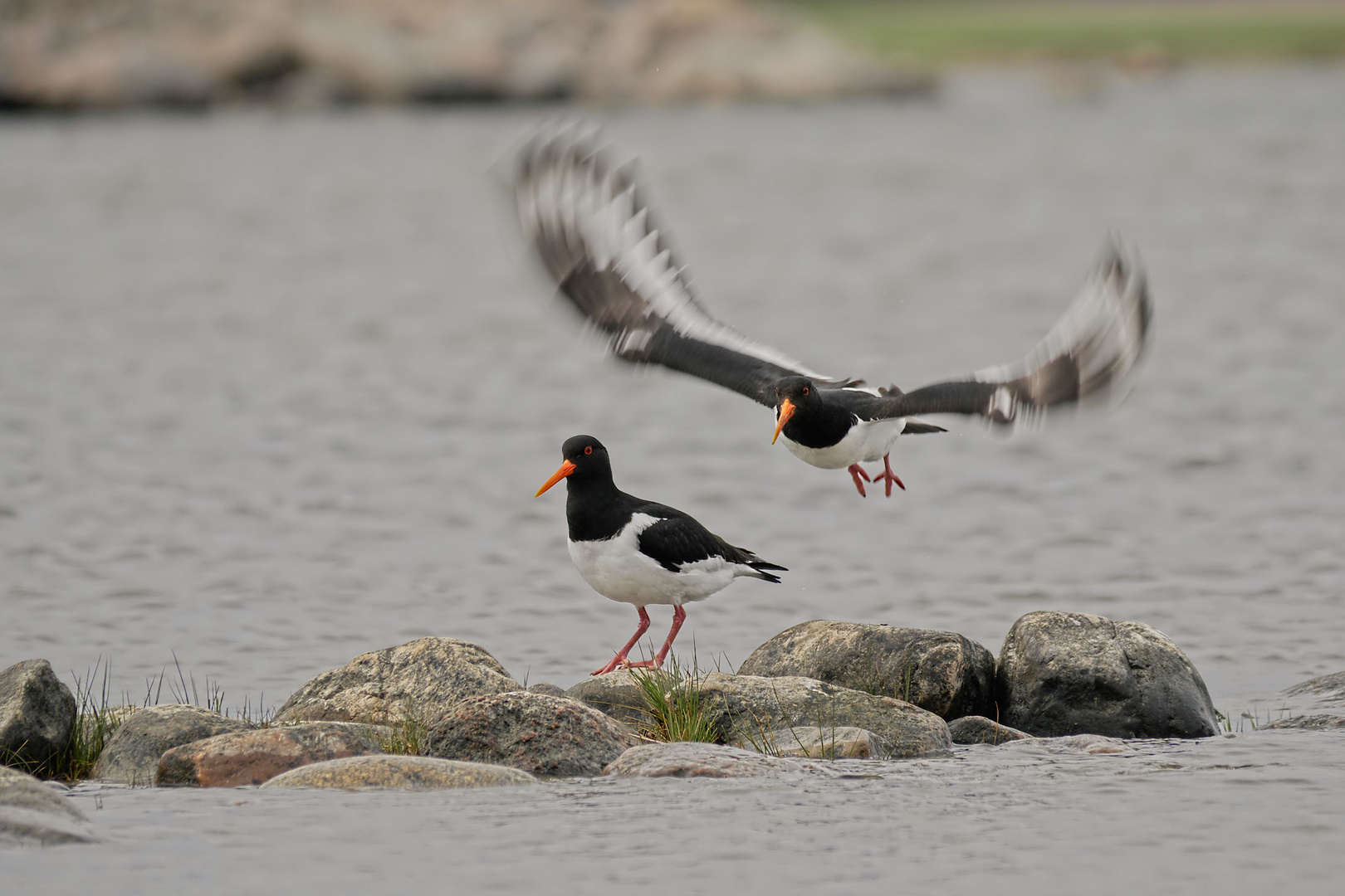 Strandskata ... Kopf einziehen ... Foto & Bild | schweden, natur, vögel ...